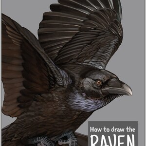 How to Draw Ravens: Anatomy and Wings - Etsy