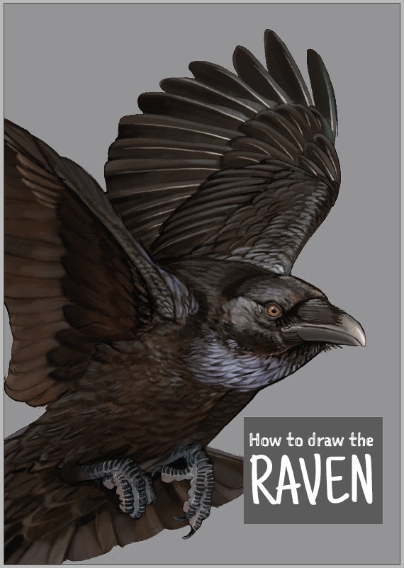 Raven Bird Face Drawing