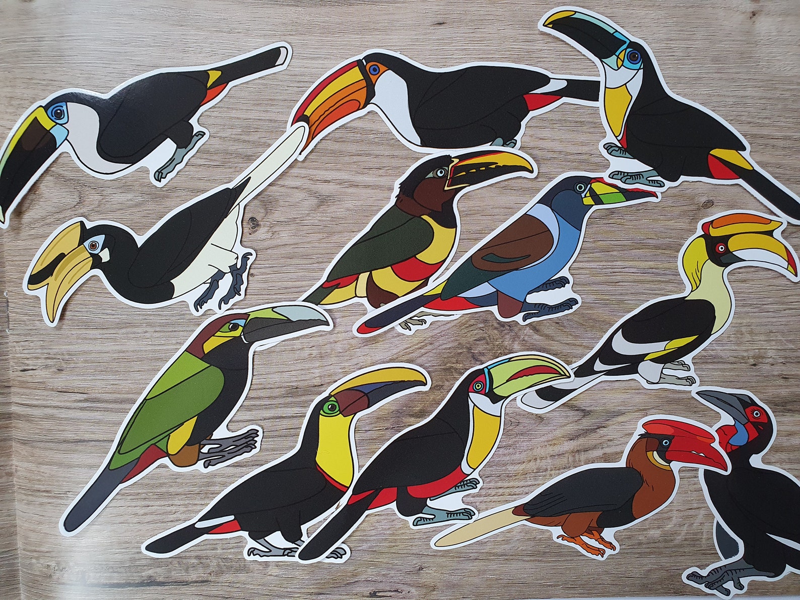 Toucan and Hornbill species Stickers Fiery billed aracari | Etsy