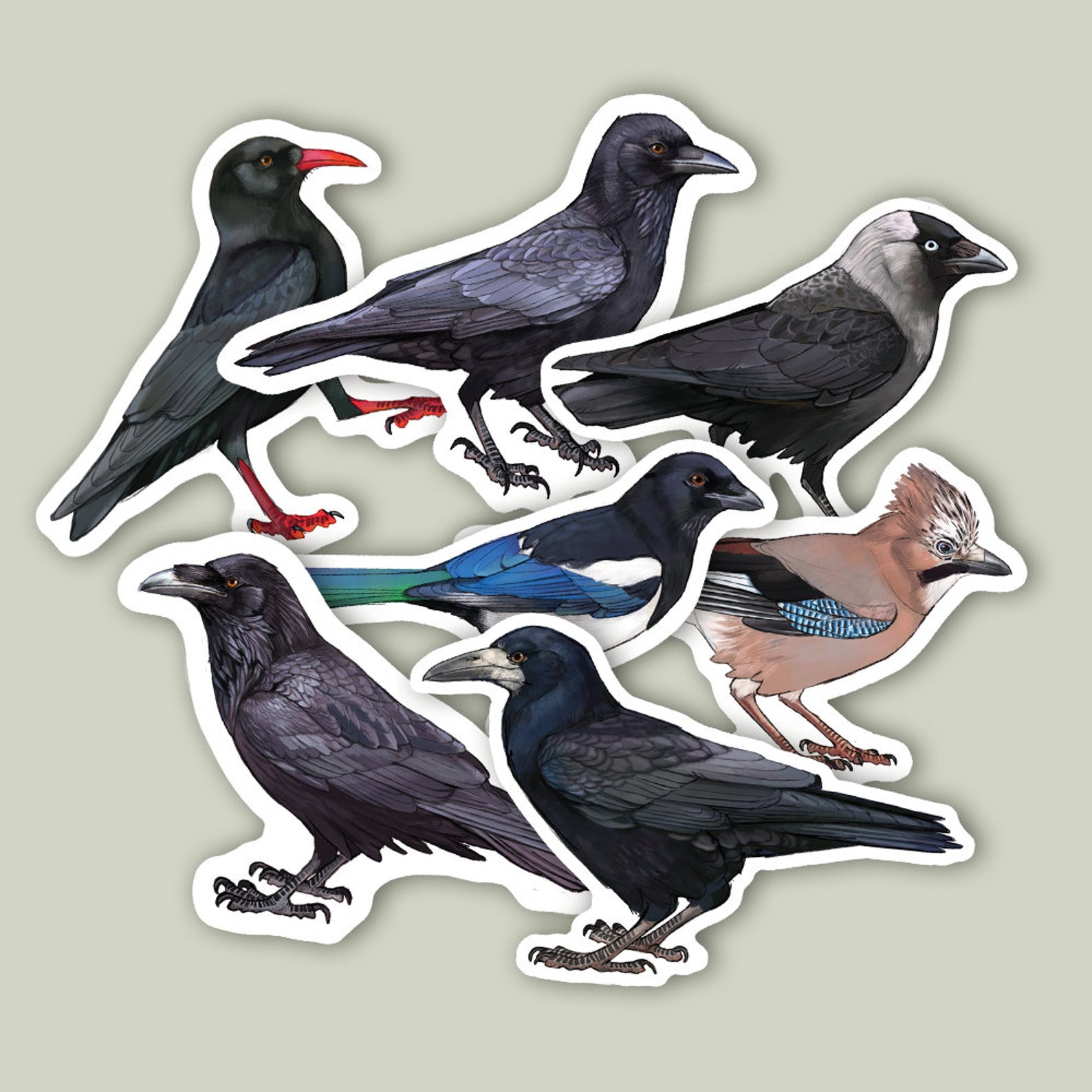 Corvids Stickers Set 2020: Crow, Raven, Jackdaw, Rook, Chough, Jay ...