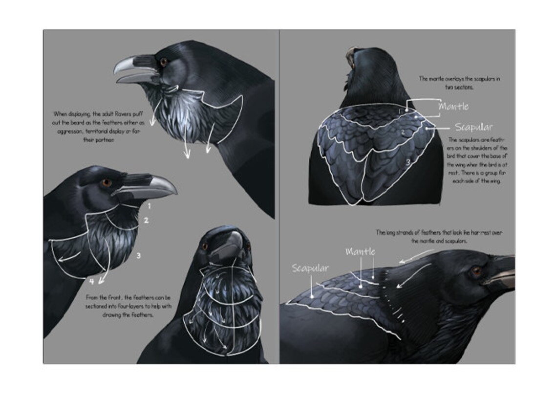 How to Draw Ravens: Anatomy and Wings - Etsy UK