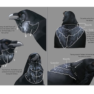 How to Draw Ravens: Anatomy and Wings - Etsy