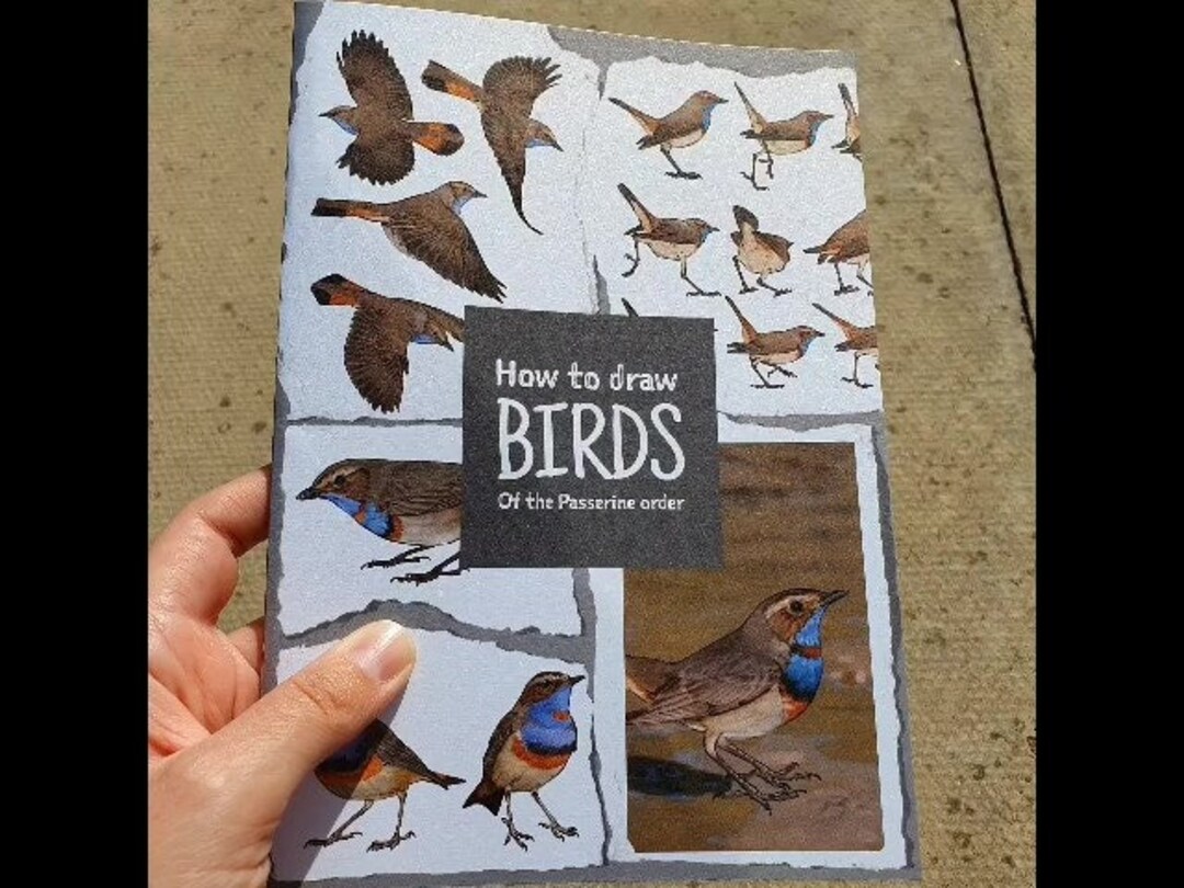 How to Draw Birds: of the Passerine Order - Etsy UK