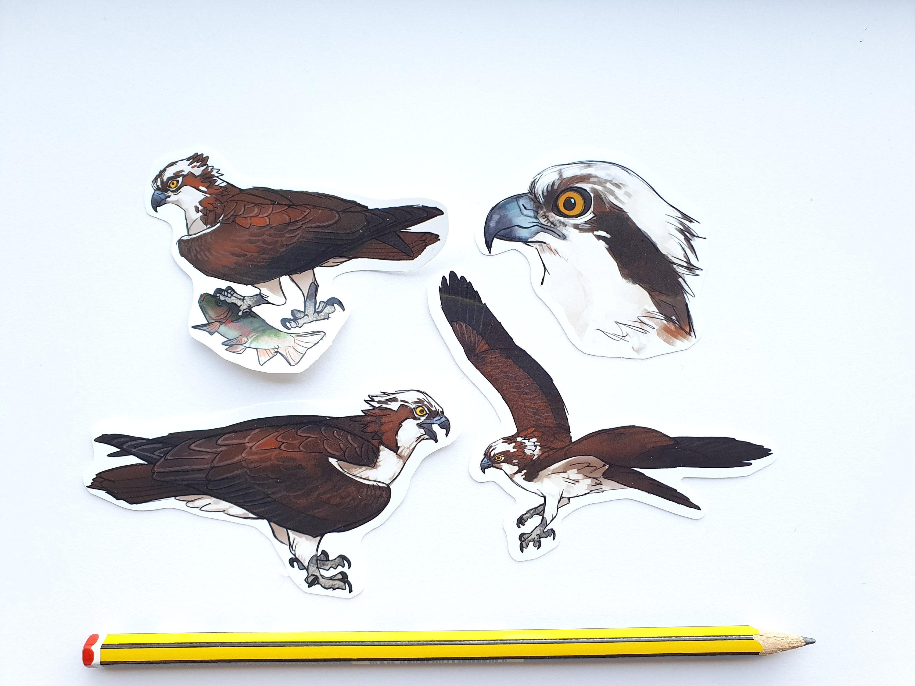 Osprey Set of 4 Stickers Vinyl Waterproof Glossy - Etsy
