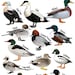 British Male Ducks Identification Chart: Wildlife Illustration - Etsy UK