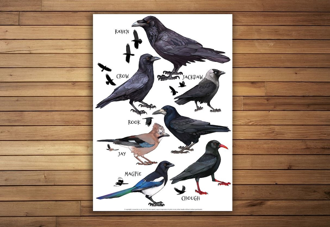 British Corvids Poster | Painting / Wall Art / Nature Print / Bird ...