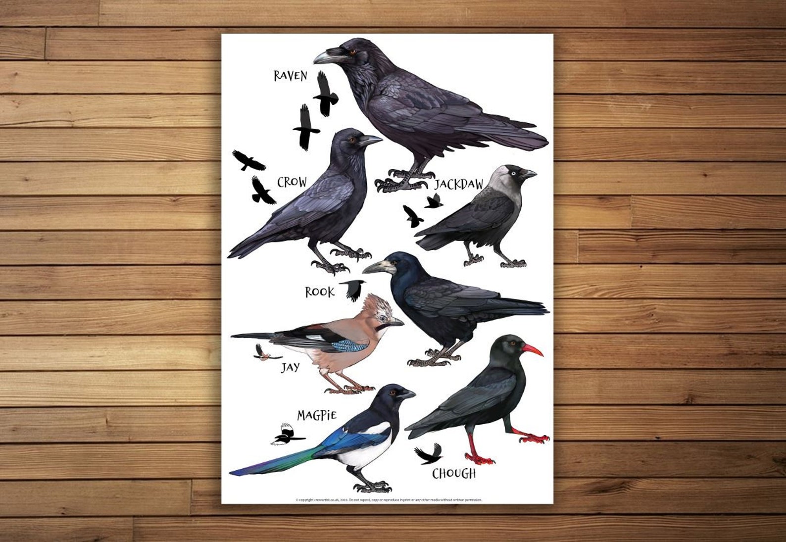 British Corvids Poster Painting / Wall Art / Nature Print / - Etsy