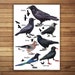British Corvids Poster | Painting / Wall Art / Nature Print / Bird ...