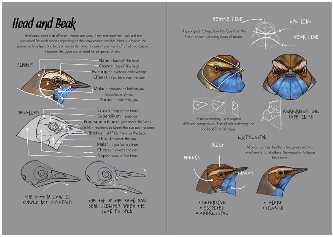 How to draw birds: Of the passerine order | Etsy