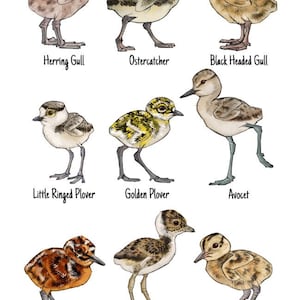 Wader Chicks Art Print and Poster | Painting / Wall Art / Nature Print ...