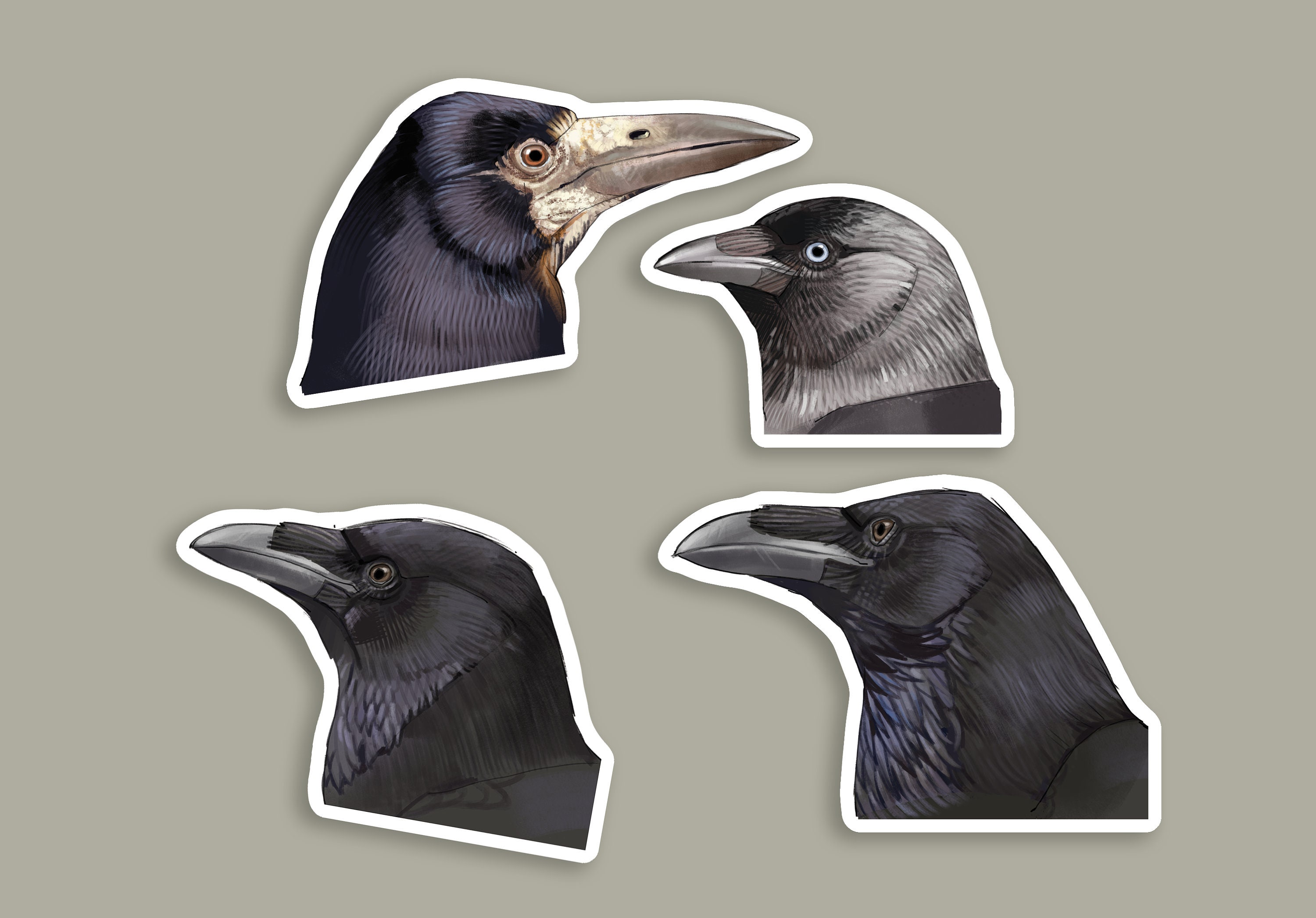 Crow Jackdaw Memes