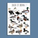 British Male Ducks Identification Chart: Wildlife Illustration - Etsy