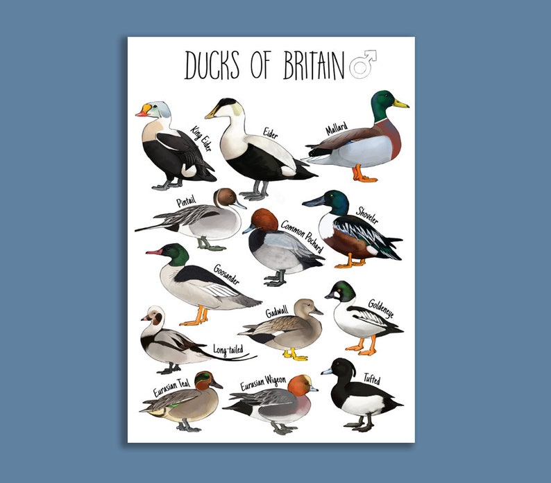 British Male Ducks Identification Chart and Illustration With Eiders ...