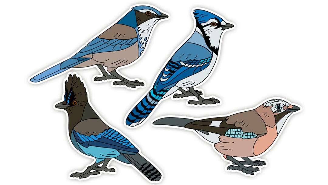 Jay Corvids Pin 4 Vinyl Stickers Blue Jay Steller's Jay Scrub Jay ...