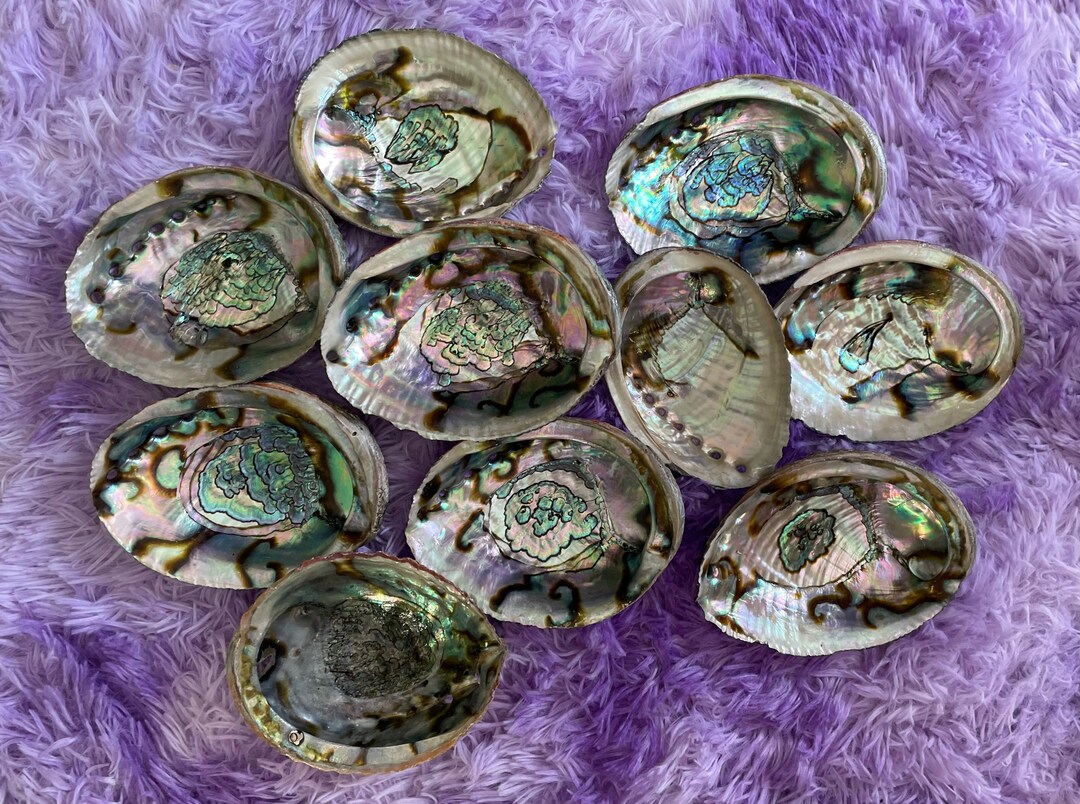 Large Abalone Shell Smudging Stick Beautiful Shells Are Perfect for ...