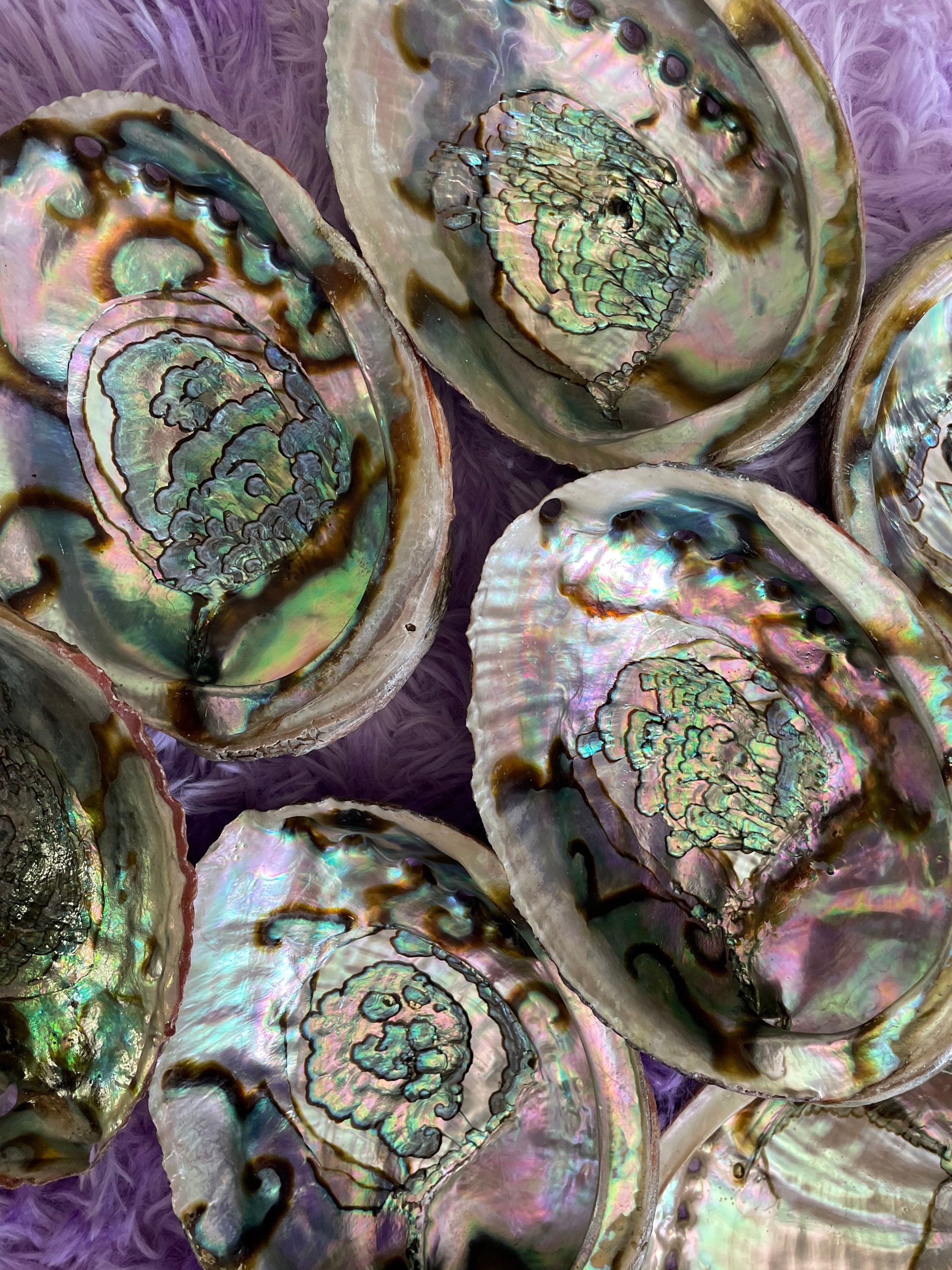 Large Abalone Shell Smudging Stick Beautiful Shells Are Perfect for ...