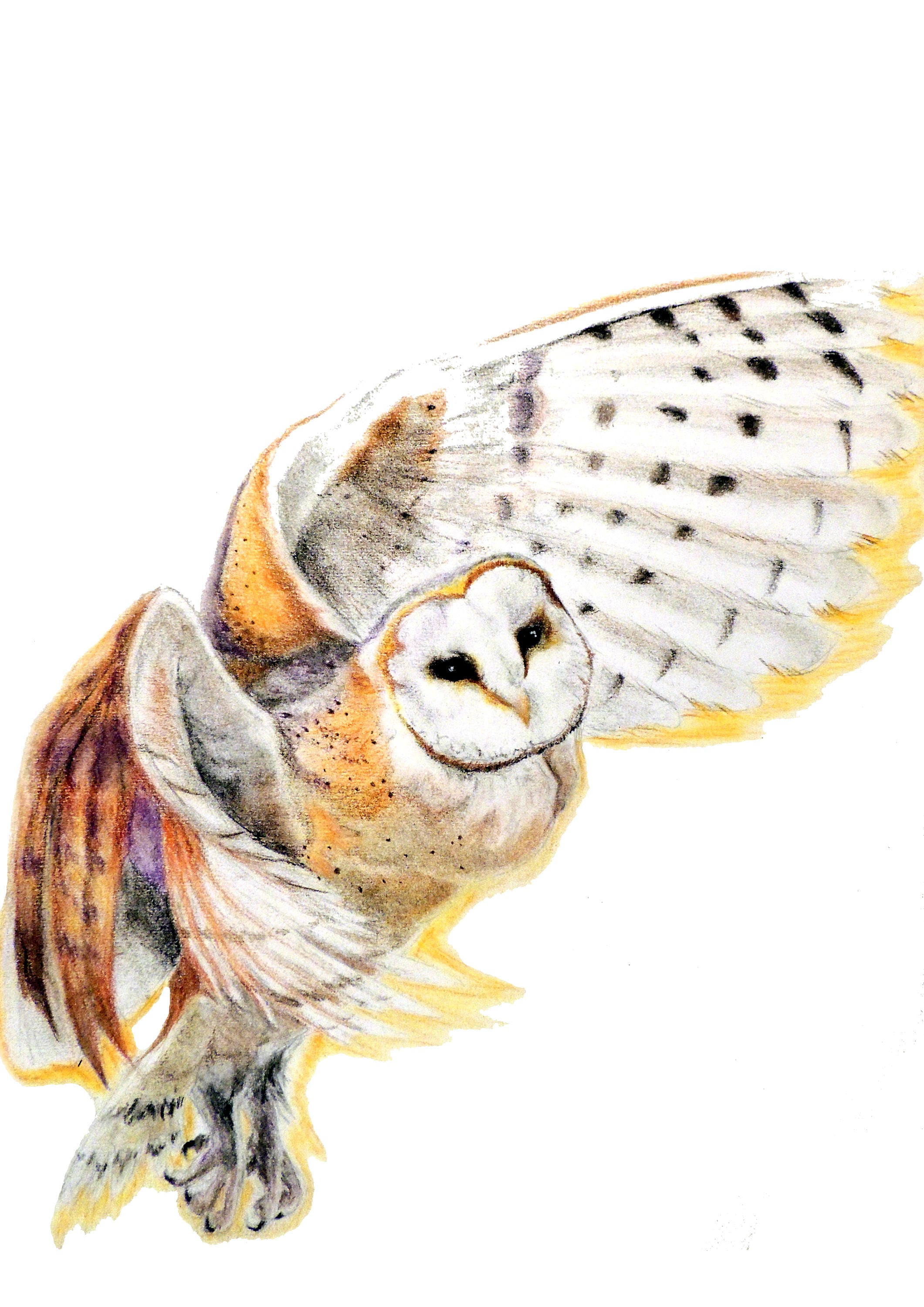 Barn Owl Print Jareth Labyrinth | Etsy