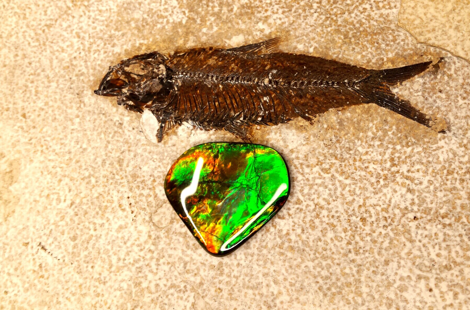 Top Grade Natural Alberta Rainbow Ammolite Specimen...no - Etsy