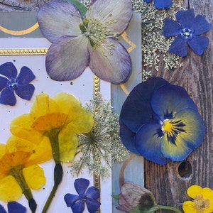 60 Pc Pressed Flowers Anemone Buttercup Periwinkle Daffodil Lenten Rose ...