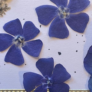 60 Pc Pressed Flowers Anemone Buttercup Periwinkle Daffodil Lenten Rose ...