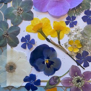 60 Pc Pressed Flowers Anemone Buttercup Periwinkle Daffodil Lenten Rose ...