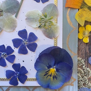 60 Pc Pressed Flowers Anemone Buttercup Periwinkle Daffodil Lenten Rose ...