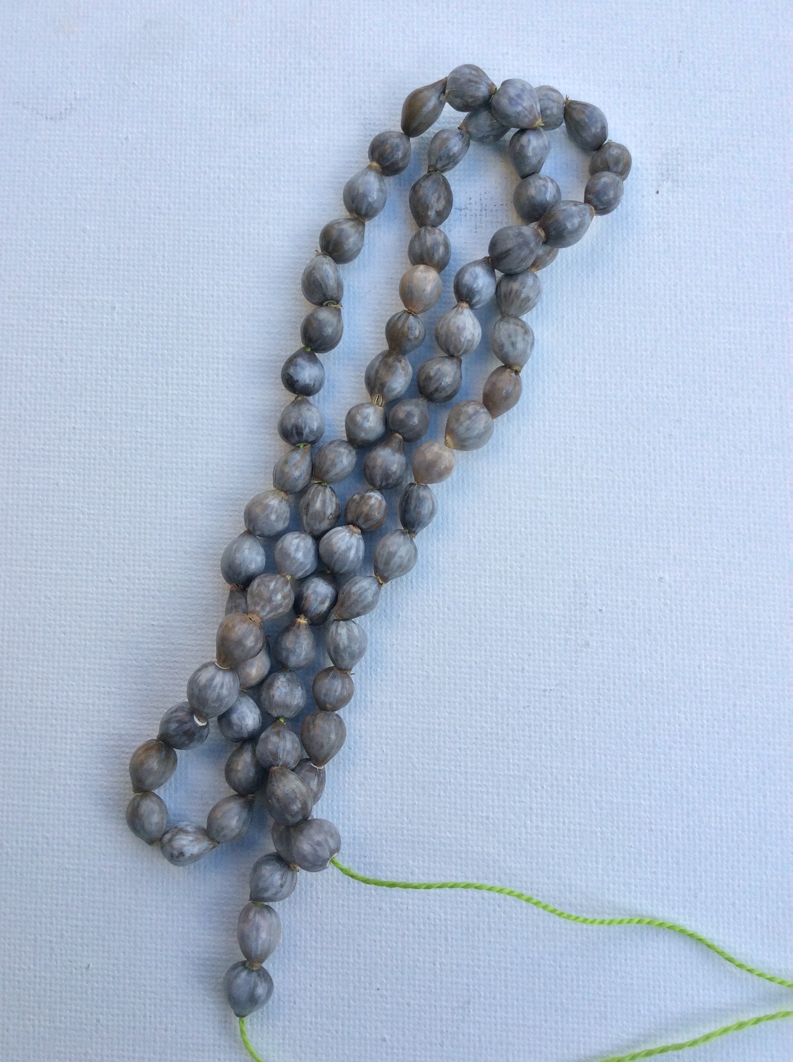 Job’s Tears Seed Beads, Organic, 75 Seed Beads - Etsy Canada