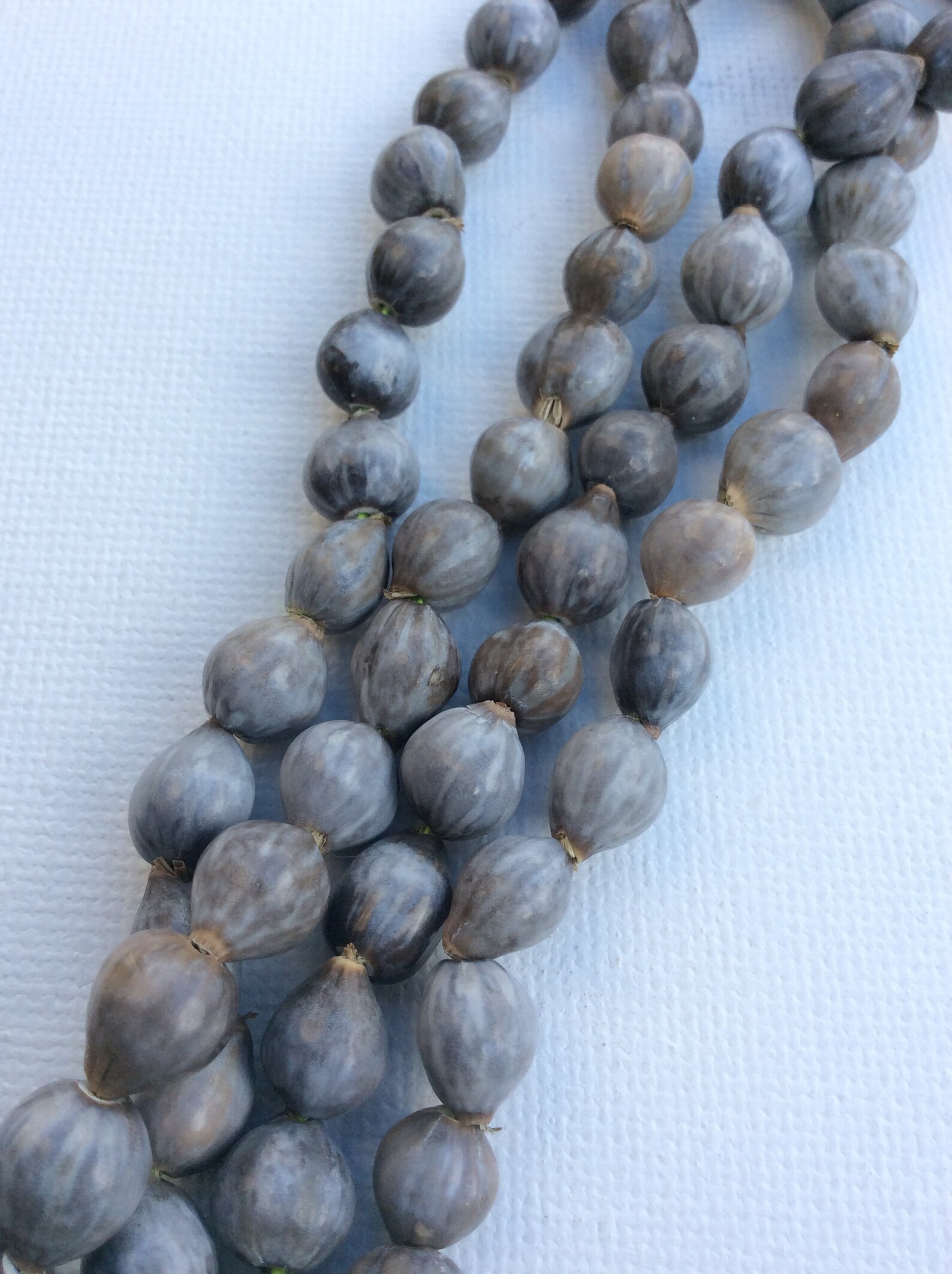 Job’s Tears Seed Beads, Organic, 75 Seed Beads - Etsy Canada