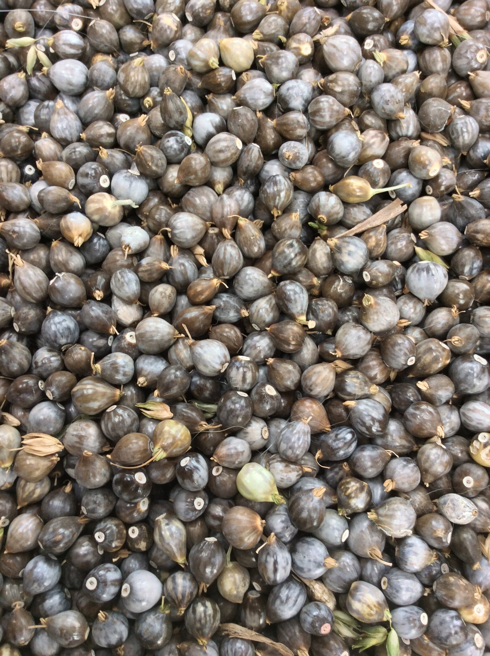 Job’s Tears Seed Beads, Organic, 75 Seed Beads - Etsy Canada