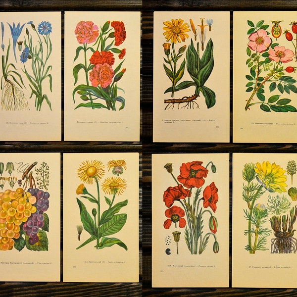 Latin Plants Poster - Etsy