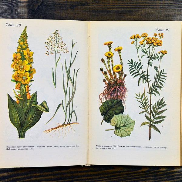 Botanical Book Plate - Etsy