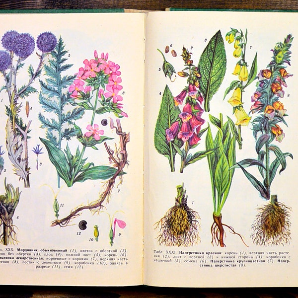Botanical Drawings - Etsy
