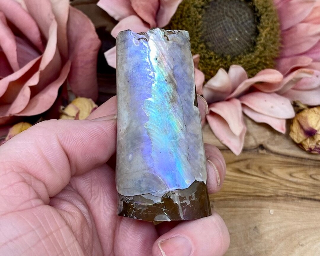 Iridescent Baculites Cuneatus Fossil | Rare Upper Cretaceous Ammonite ...