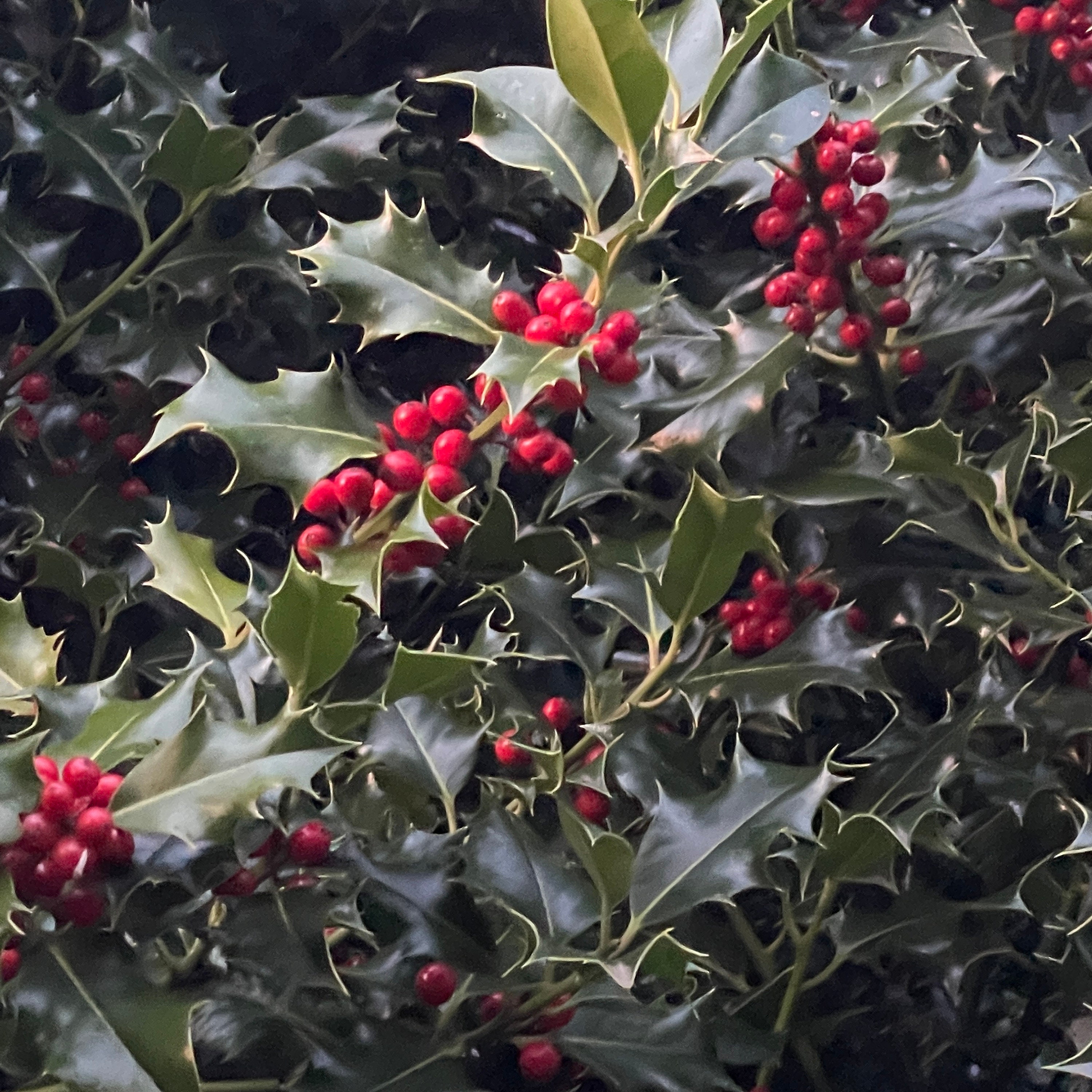 20 Fresh Cut Real Holly Sprigs Ideal for Christmas Wreathes - Etsy UK