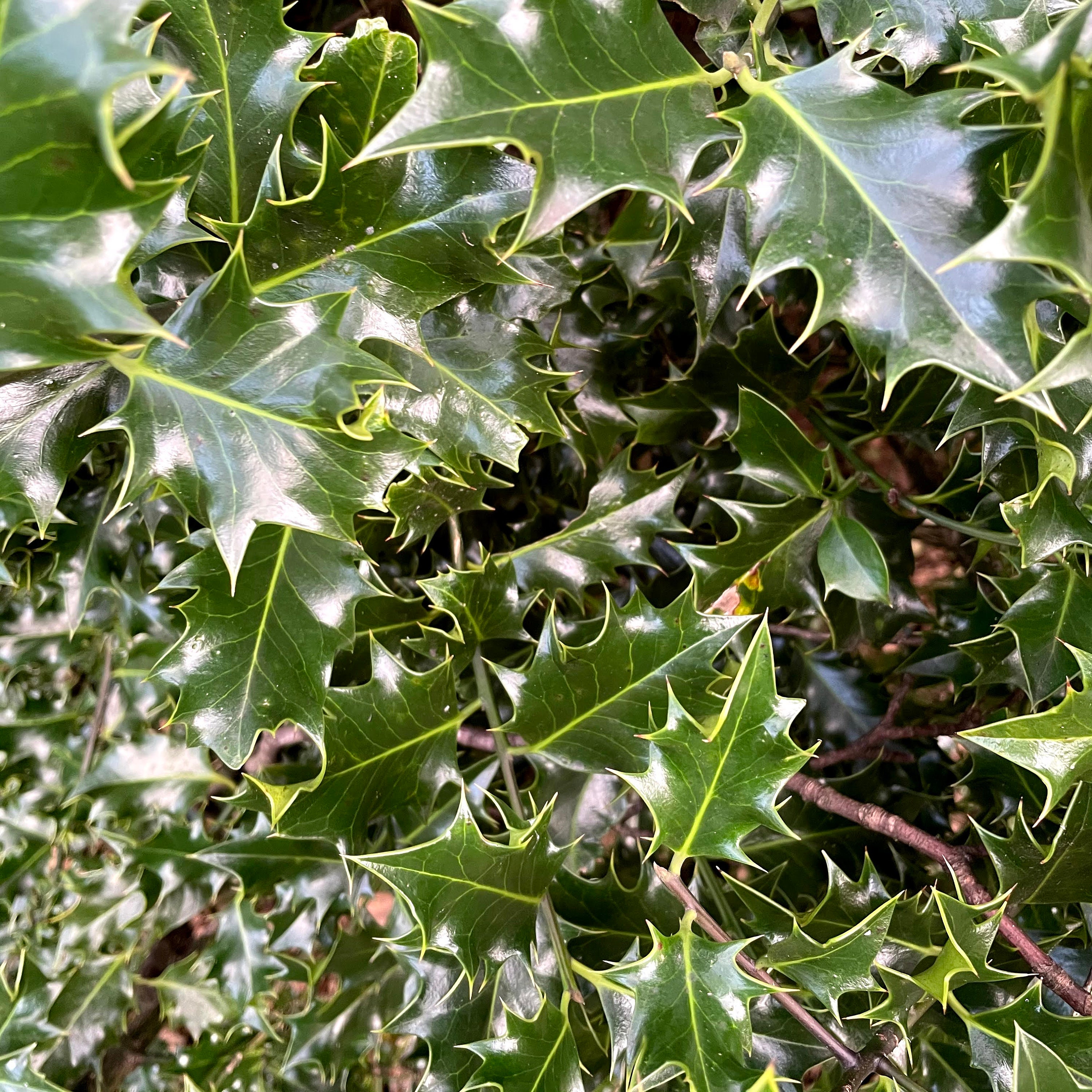20 Fresh Cut Real Holly Sprigs Ideal for Christmas Wreathes Decorations ...
