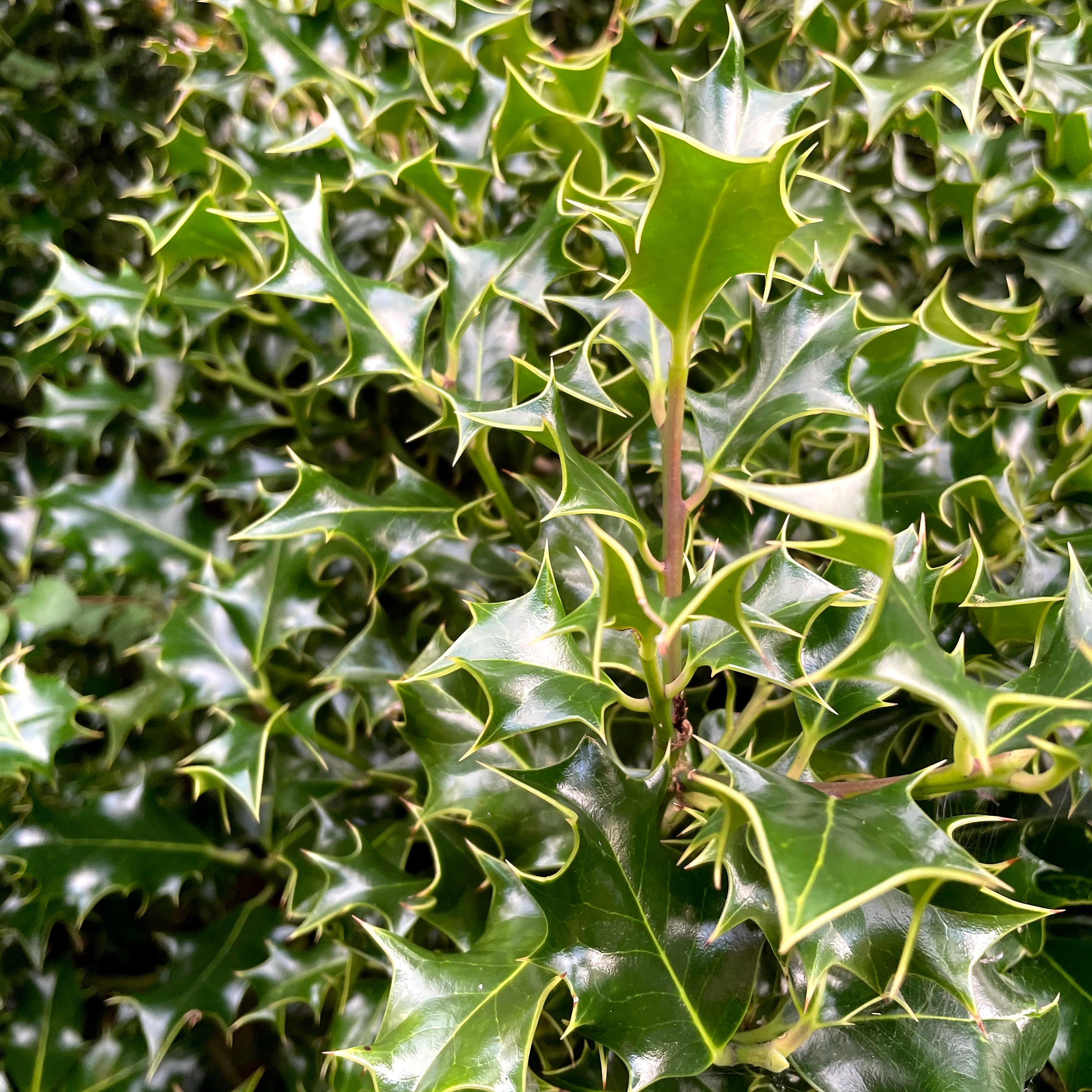 20 Fresh Cut Real Holly Sprigs Ideal for Christmas Wreathes Decorations ...