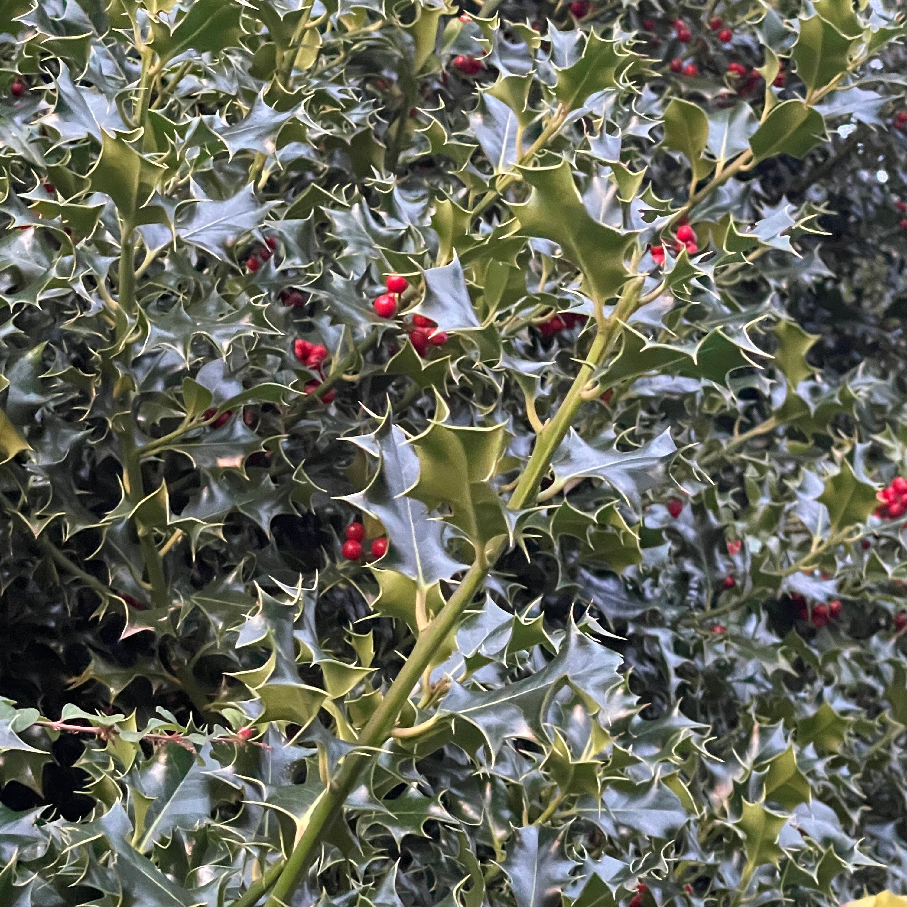 20 Fresh Cut Real Holly Sprigs Ideal for Christmas Wreathes - Etsy UK