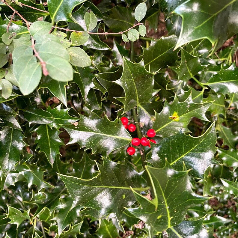 20 Fresh Cut Real Holly Sprigs Ideal for Christmas Wreathes Decorations ...