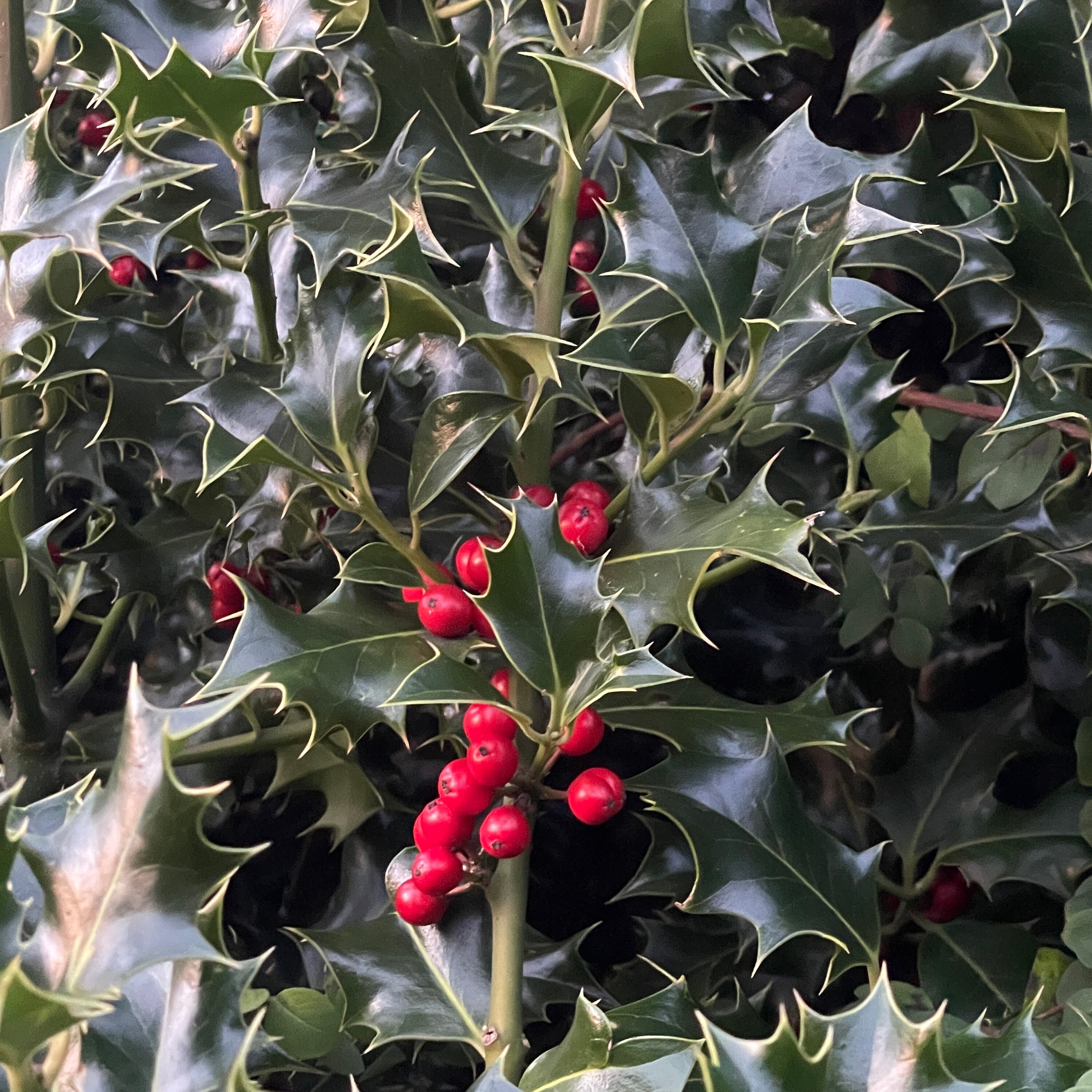 20 Fresh Cut Real Holly Sprigs Ideal for Christmas Wreathes Decorations ...