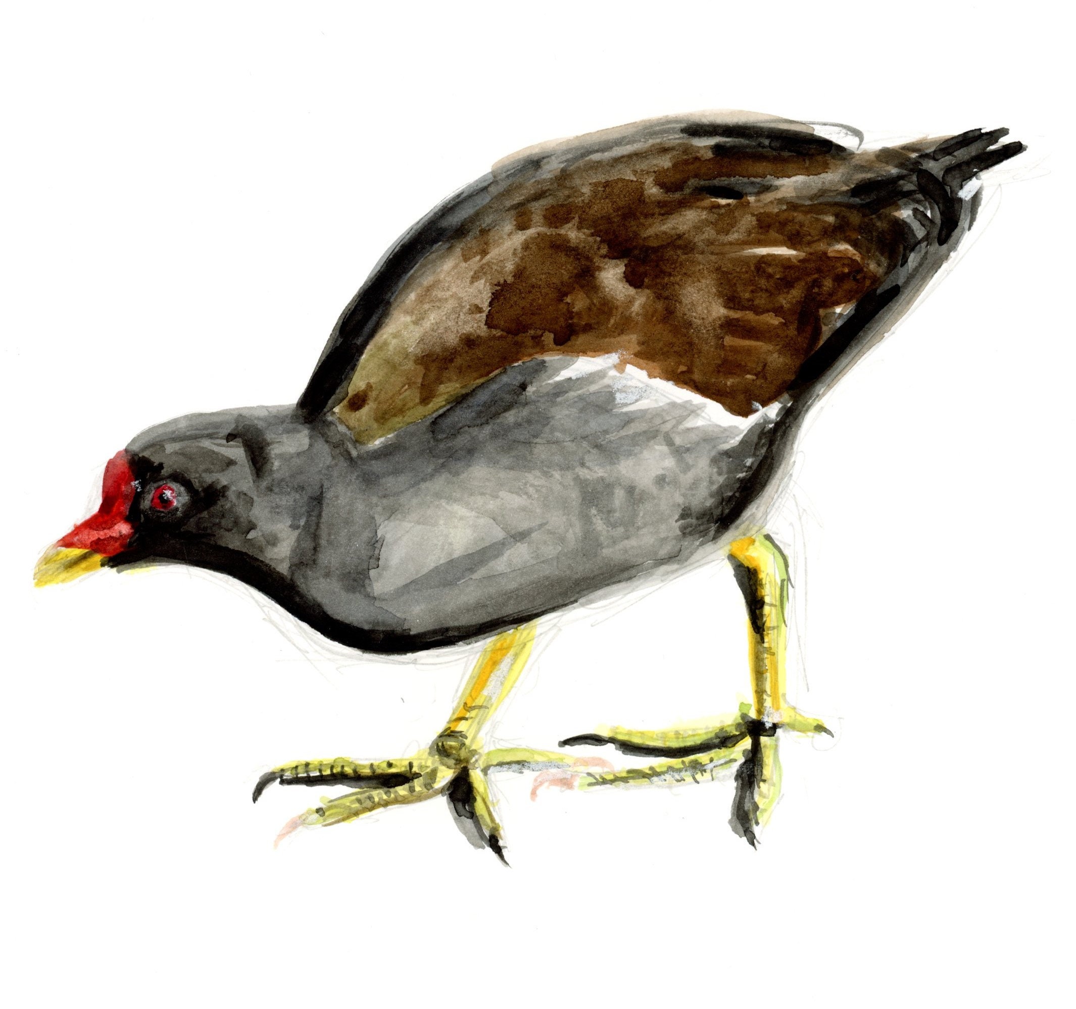 Female Moorhen