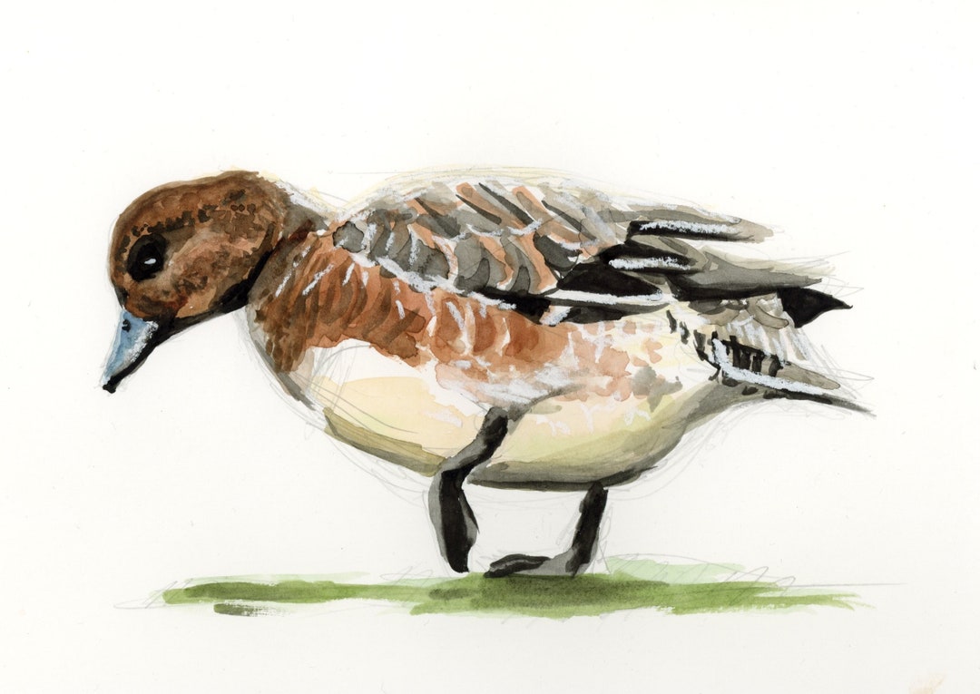 Original Watercolour Painting of Female Wigeon Duck - Etsy