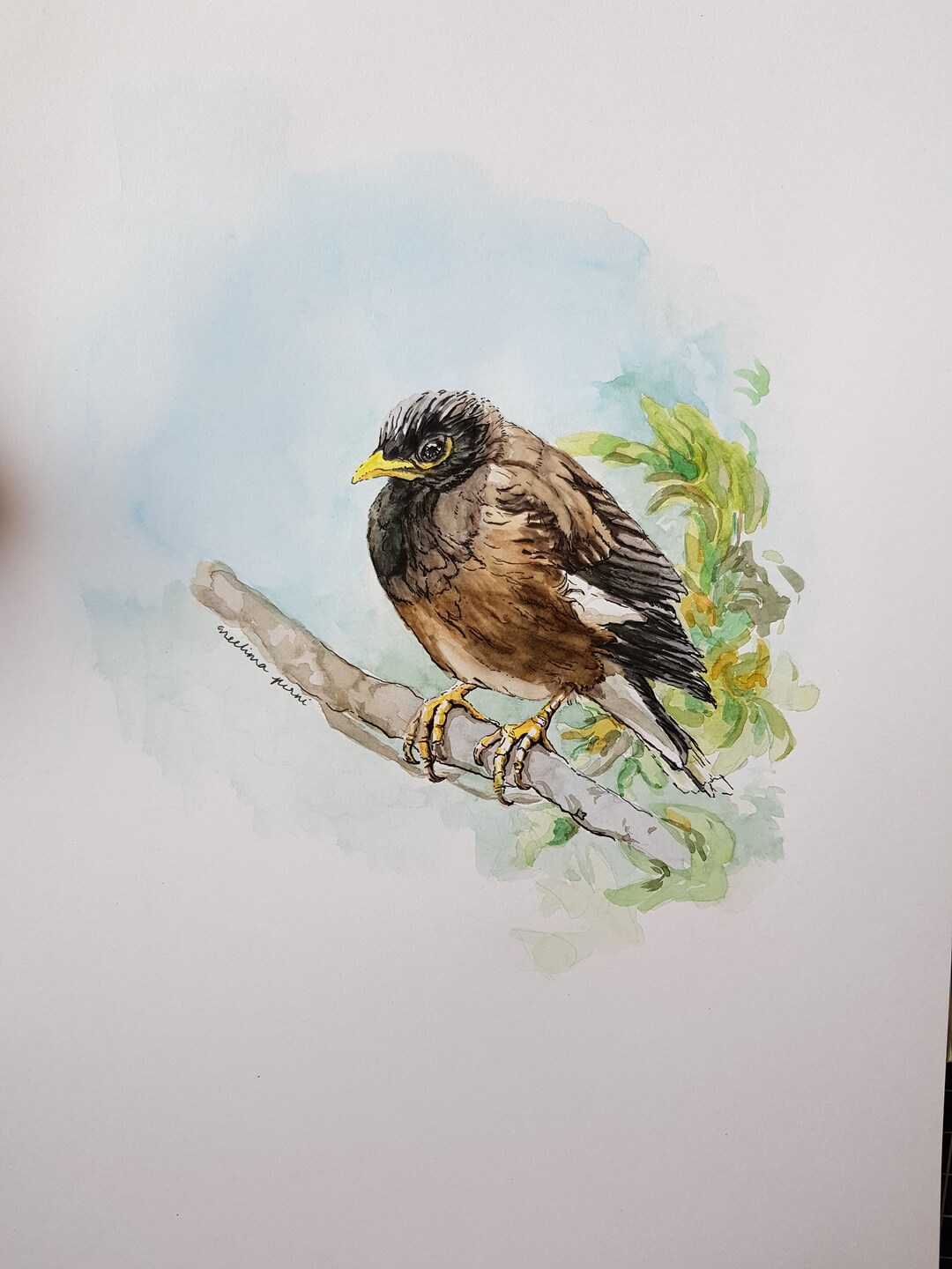 Indian Mynah - Pen and Wash Drawing| Birds Wall Art | A4 - Etsy