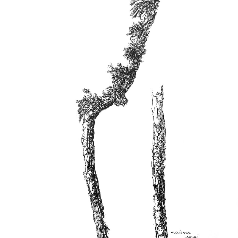 Lichen Drawing - Etsy