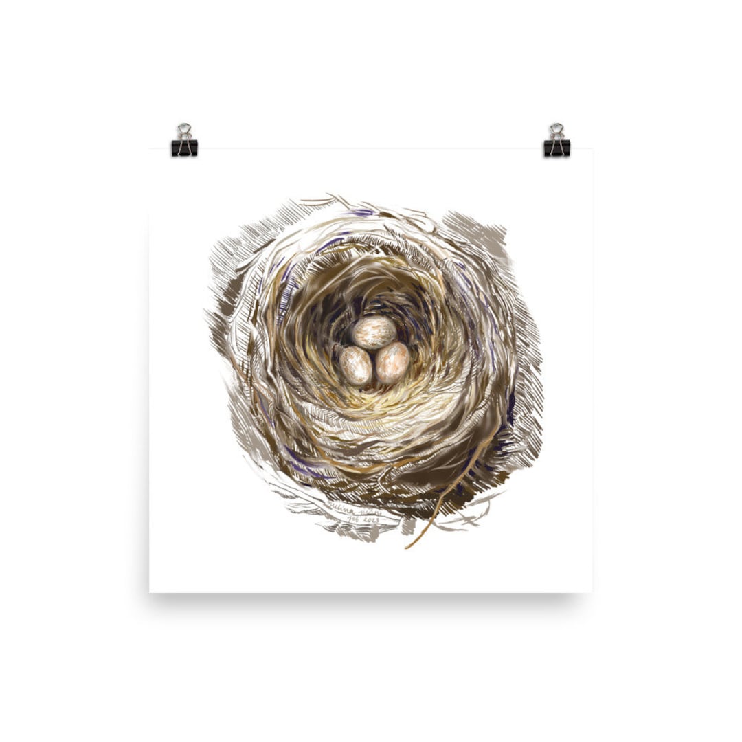 European Robin's Nest - Pen and Ink Sketch| Bird Life Giclée Art Print ...