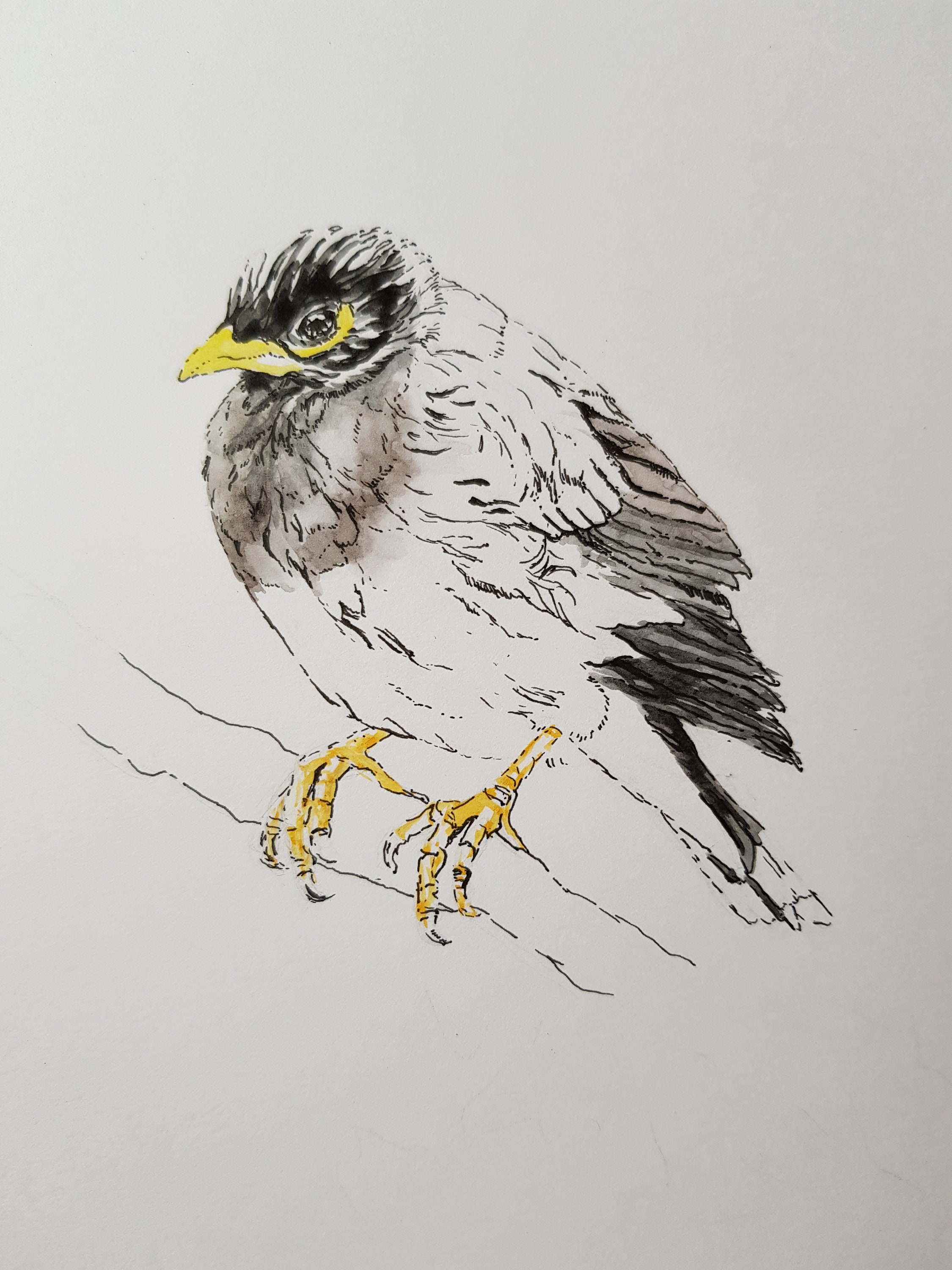 Indian Mynah - Pen and Wash Drawing| Birds Wall Art | A4 - Etsy