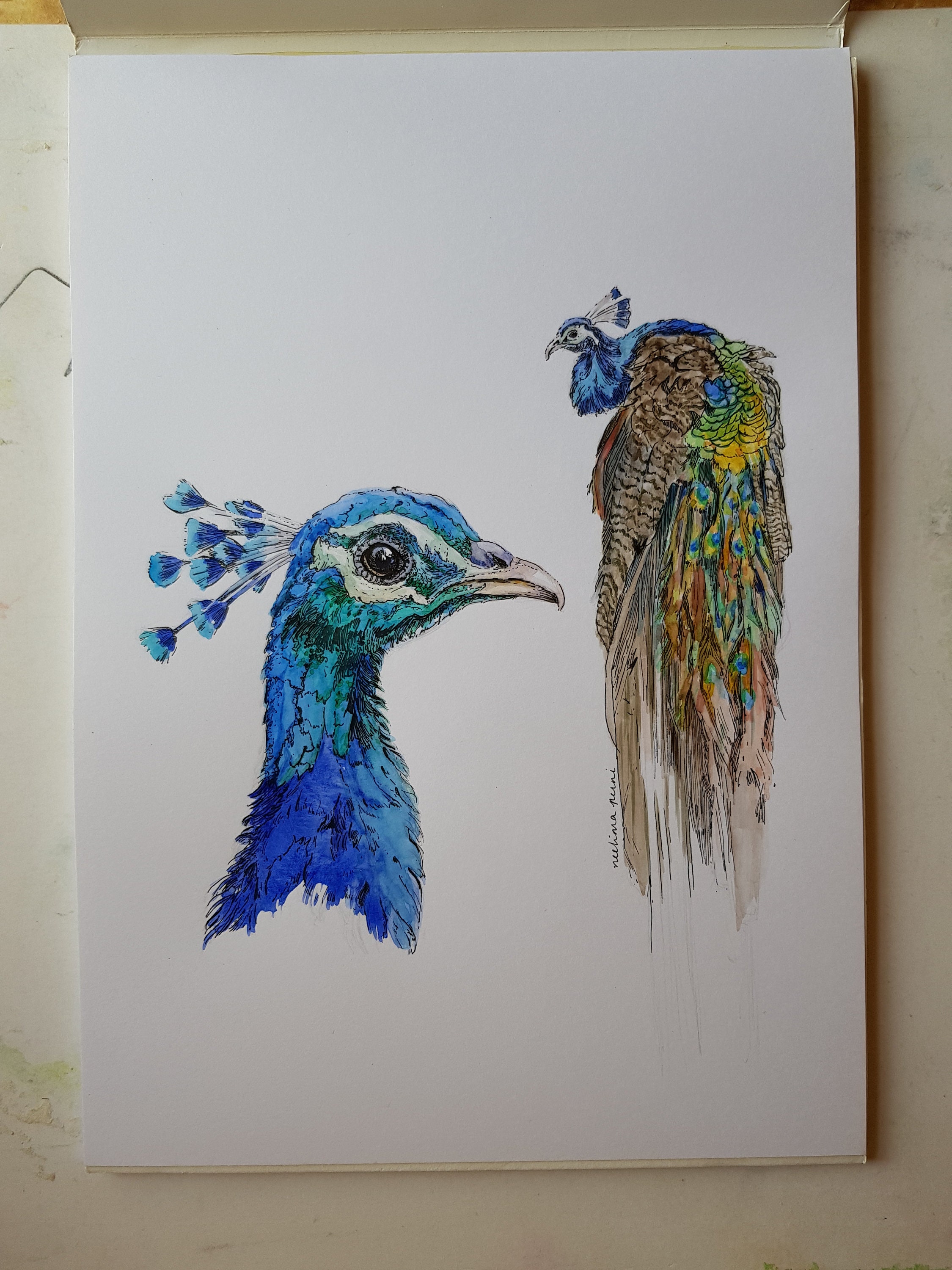 Peacocks - Pen and Wash Drawing| Birds Wall Art | A4 - Etsy