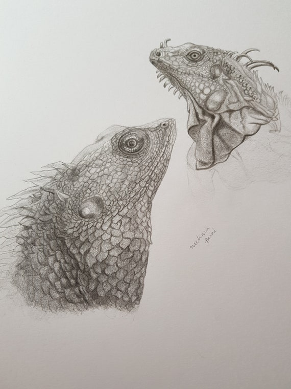 Garden Lizard Pencil Drawing