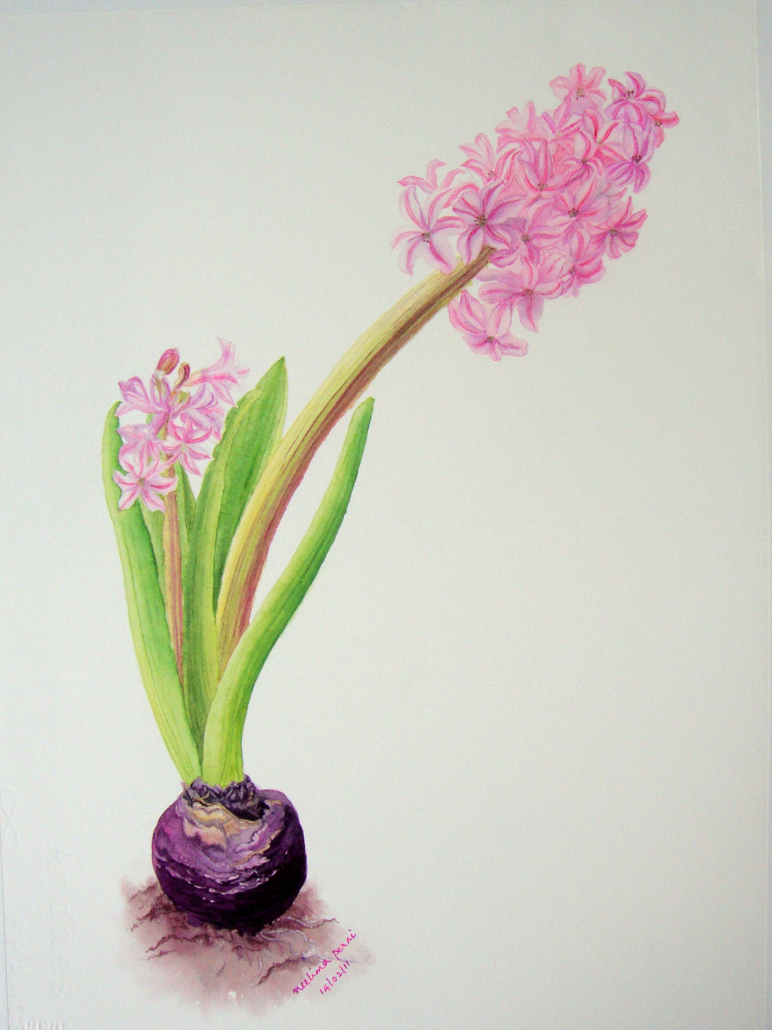 Hyacinth Botanical Art - Etsy