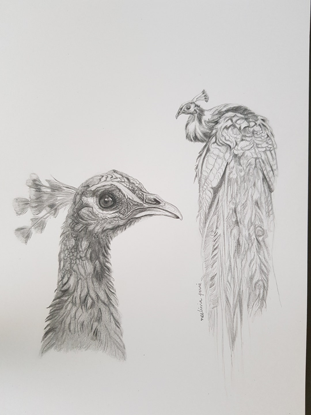 Peacocks - Pencil Drawing| Birds Wall Art | A4 - Etsy