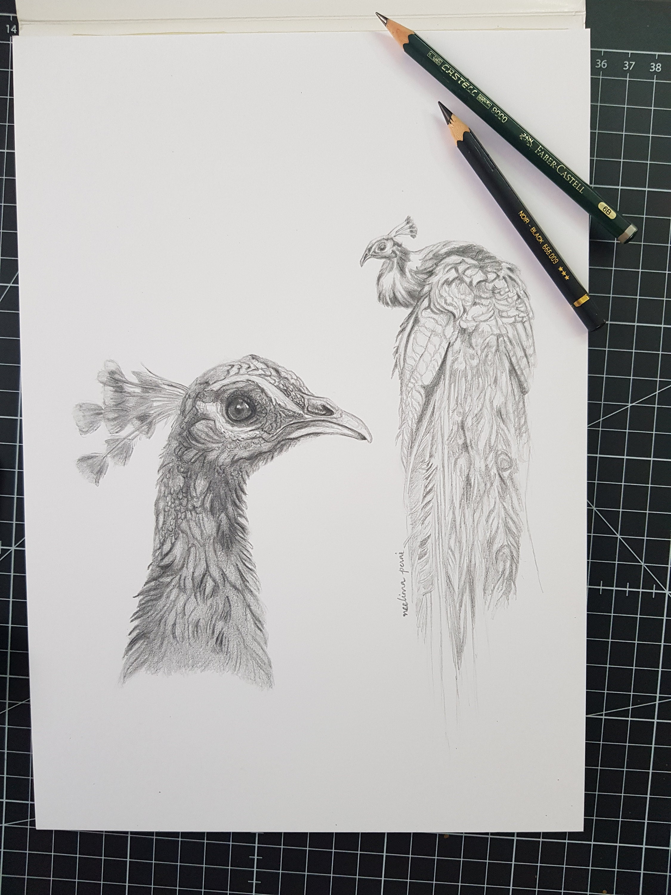 Peacocks - Pencil Drawing| Birds Wall Art | A4 - Etsy